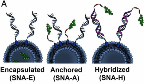 Nanomedicine - Mirkin